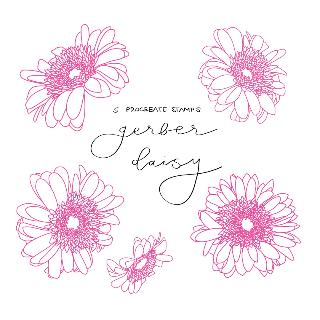 Gerber Daisy Outline Flower Stamps for Procreate - Etsy