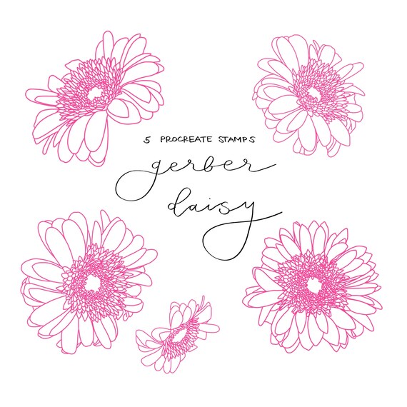 Gerber Daisy Outline