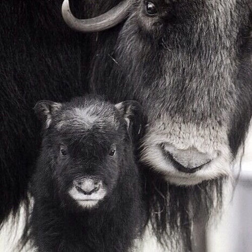 WoolyBuffalo - Etsy