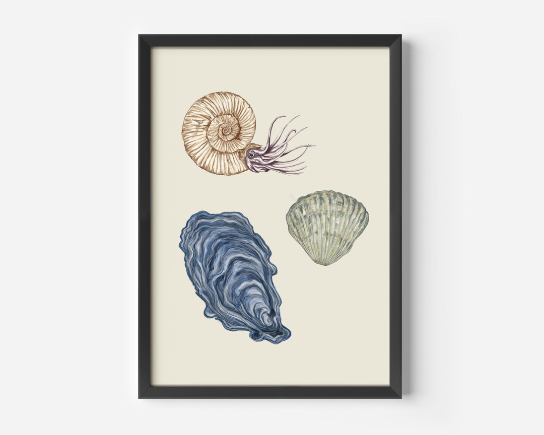 Shells & Fossils A4 - Etsy
