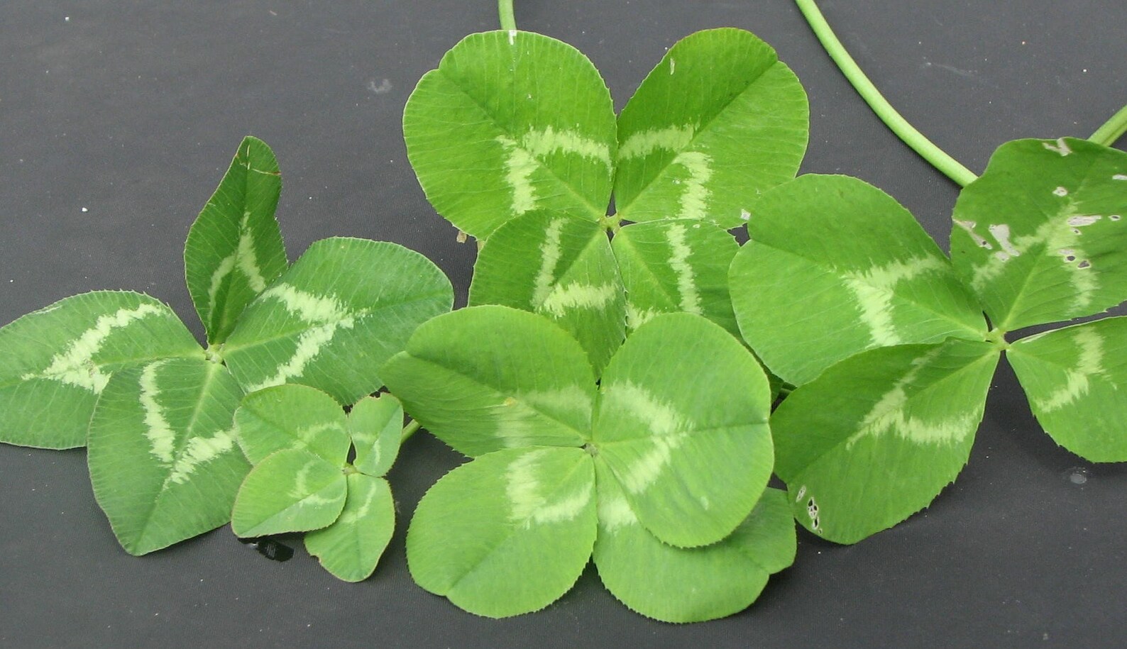 Square Four-leaf Clover Pendant Only - Etsy