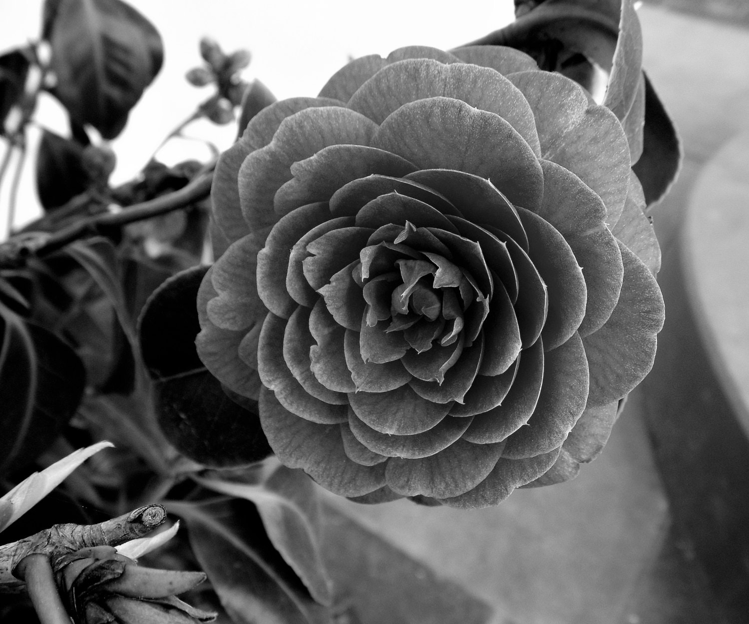 Grayscale Flowers Photography