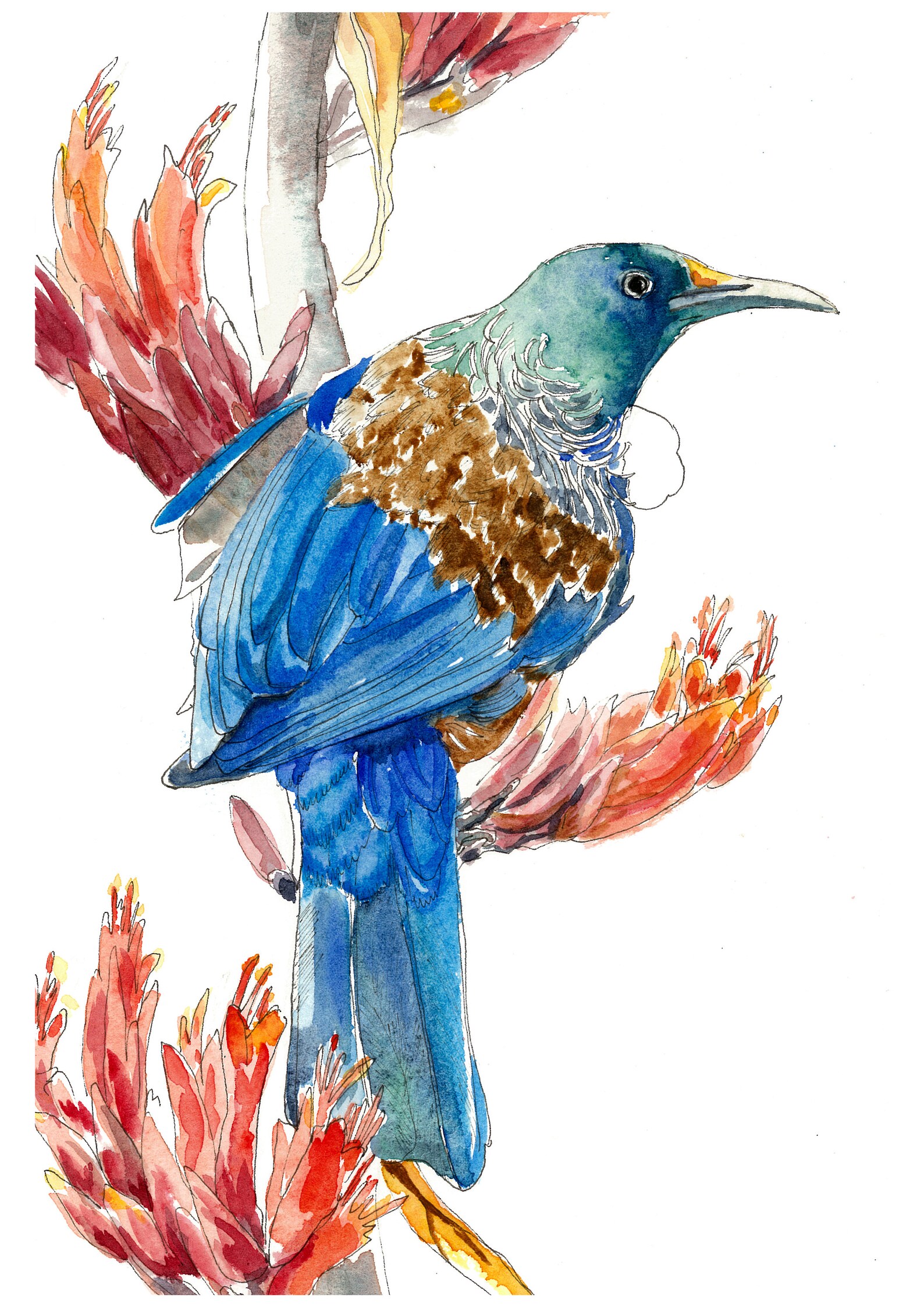 Tui bird wall art watercolour tui art New Zealand gift New | Etsy