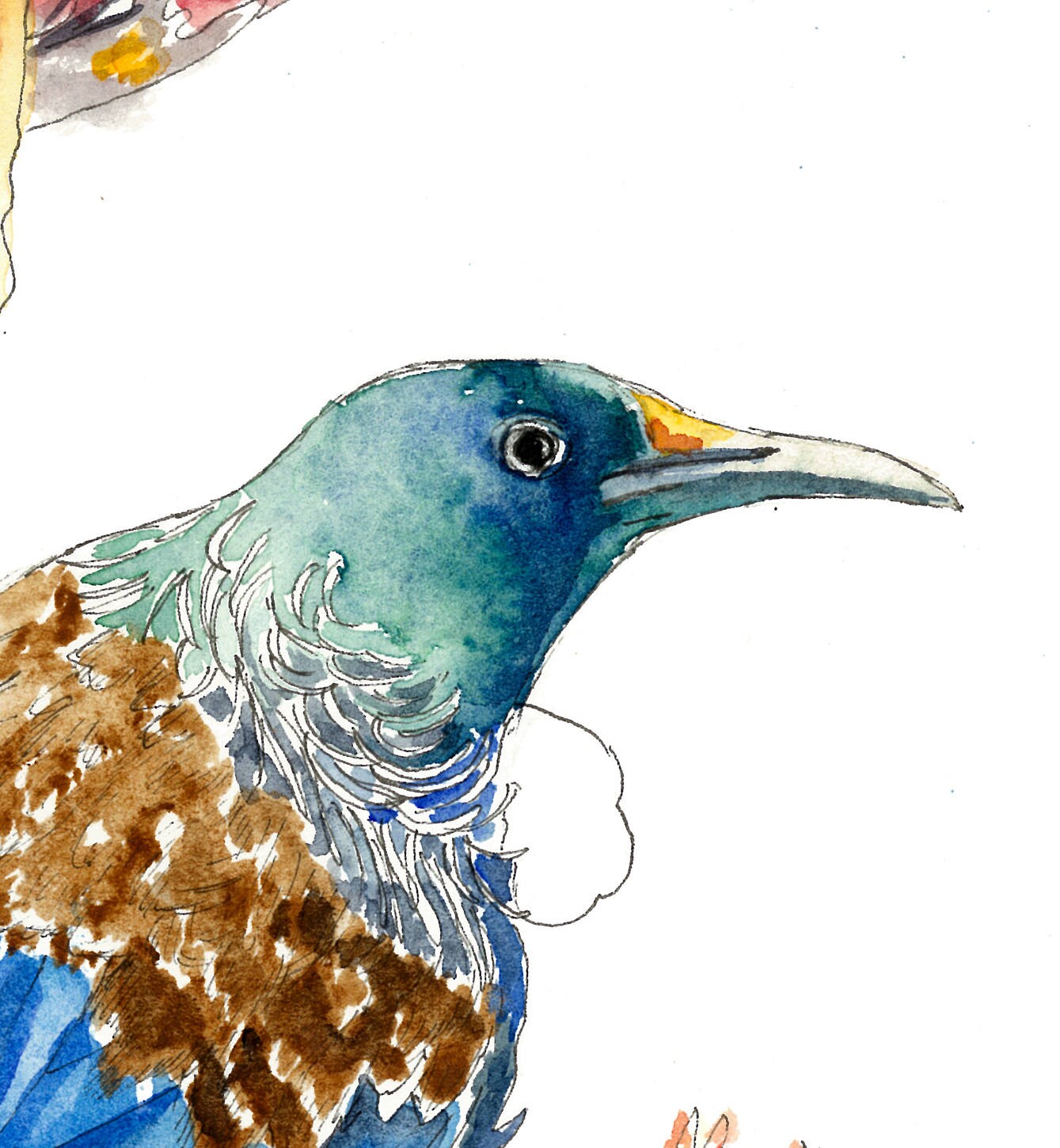 Tui bird wall art watercolour tui art New Zealand gift New | Etsy