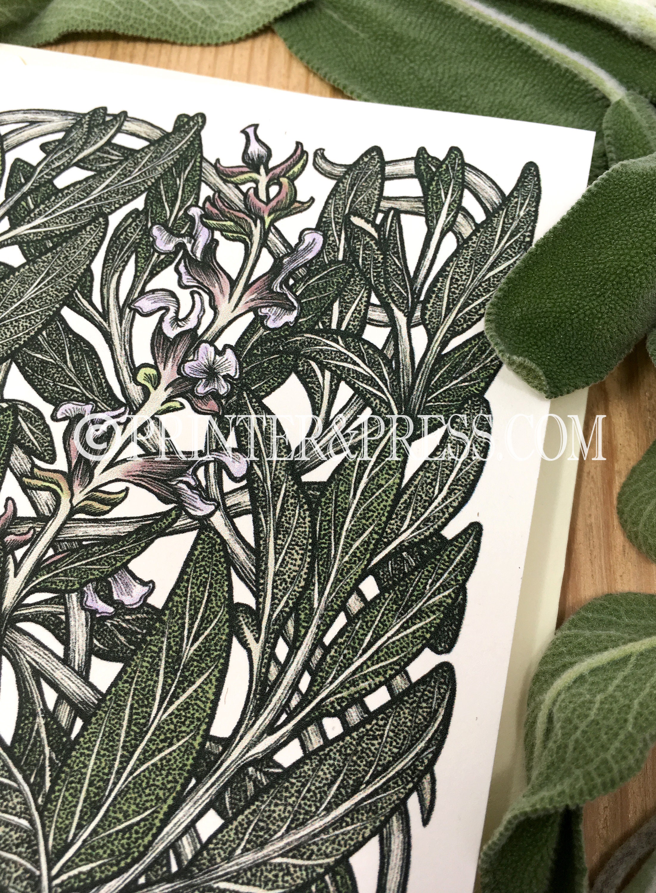 Sage Greeting Card With Ivory Envelope : Herb Card - Botanical ...