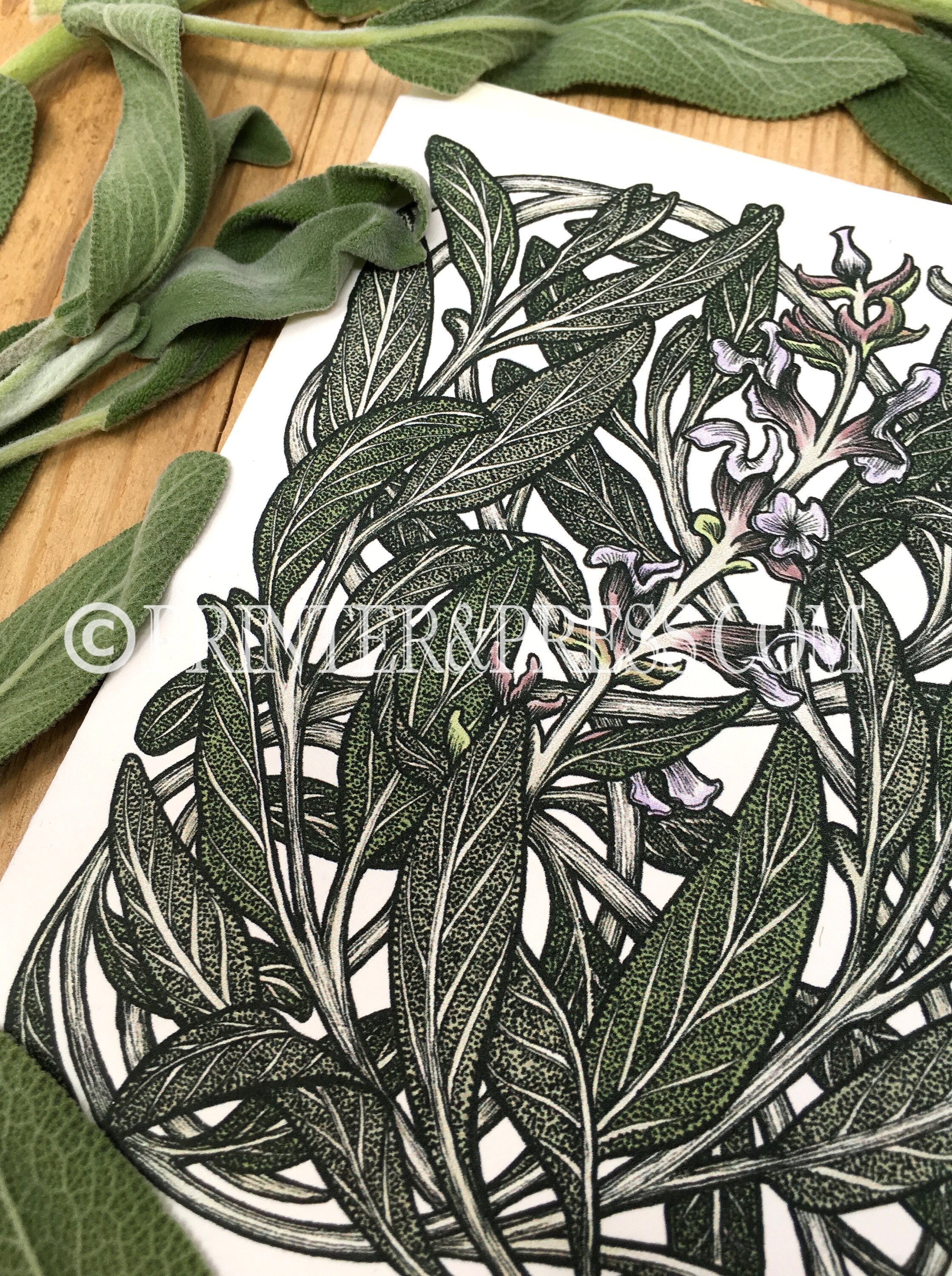 Sage Greeting Card With Ivory Envelope : Herb Card - Botanical ...