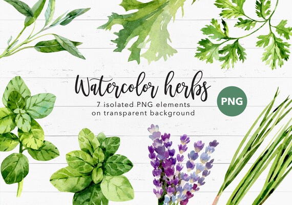 Watercolor Herbs Clipart PNG on Transparent Background. - Etsy Australia