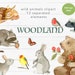 Woodland Animals Clipart PNG Deer, Fox, Bunnies, Bear, Raccoon ...