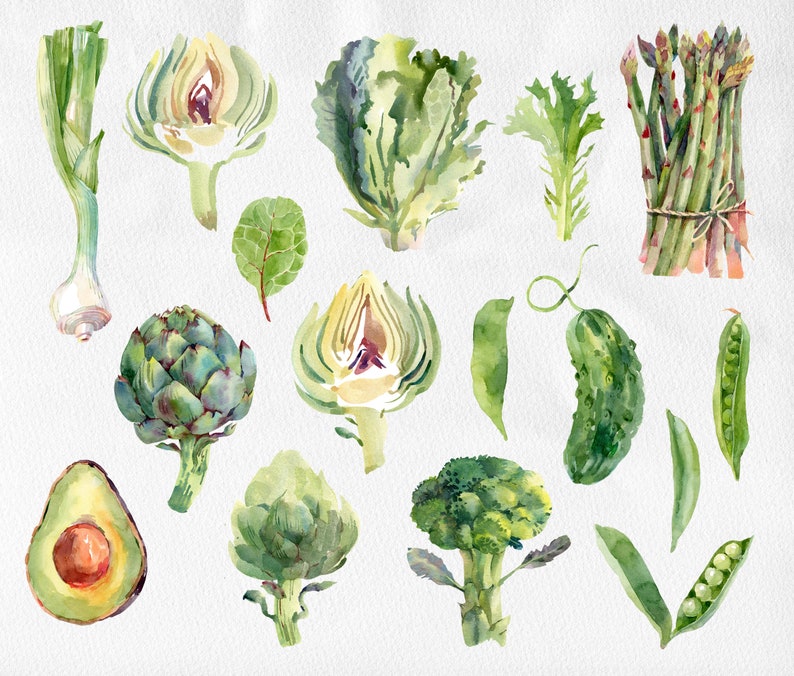 Hand Drawn Watercolor Vegetables Clipart. Healthy Vegetarian - Etsy