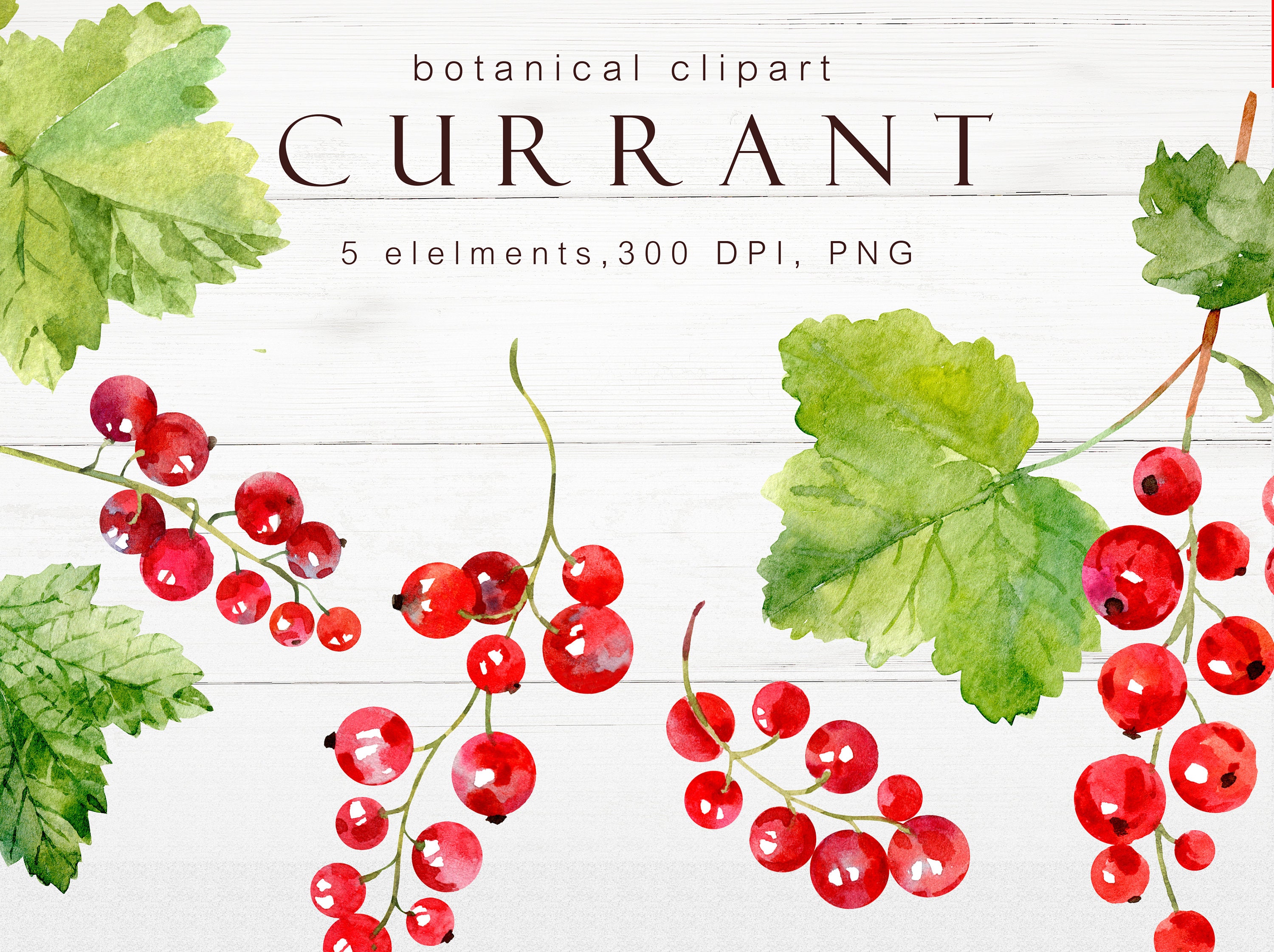 Red Currant Clipart Kit PNG Berries Instant Download Printable ...