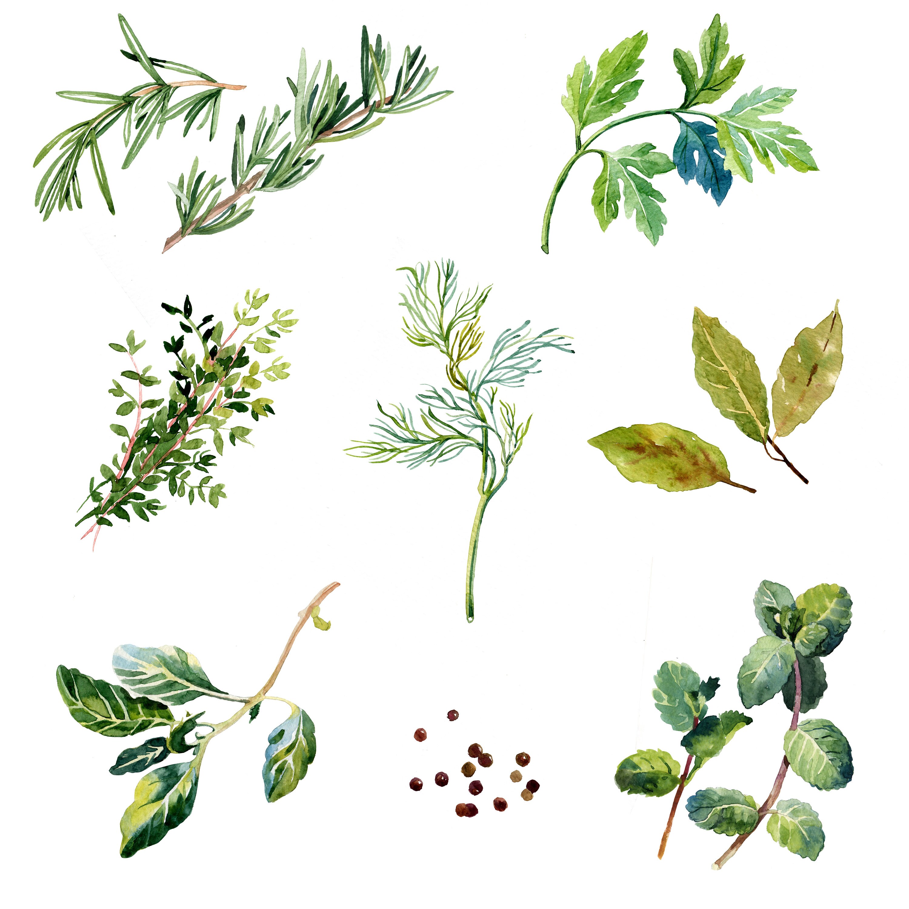 Watercolor Herbs Clipart PNG Parsley Dill Rosemary Bay - Etsy