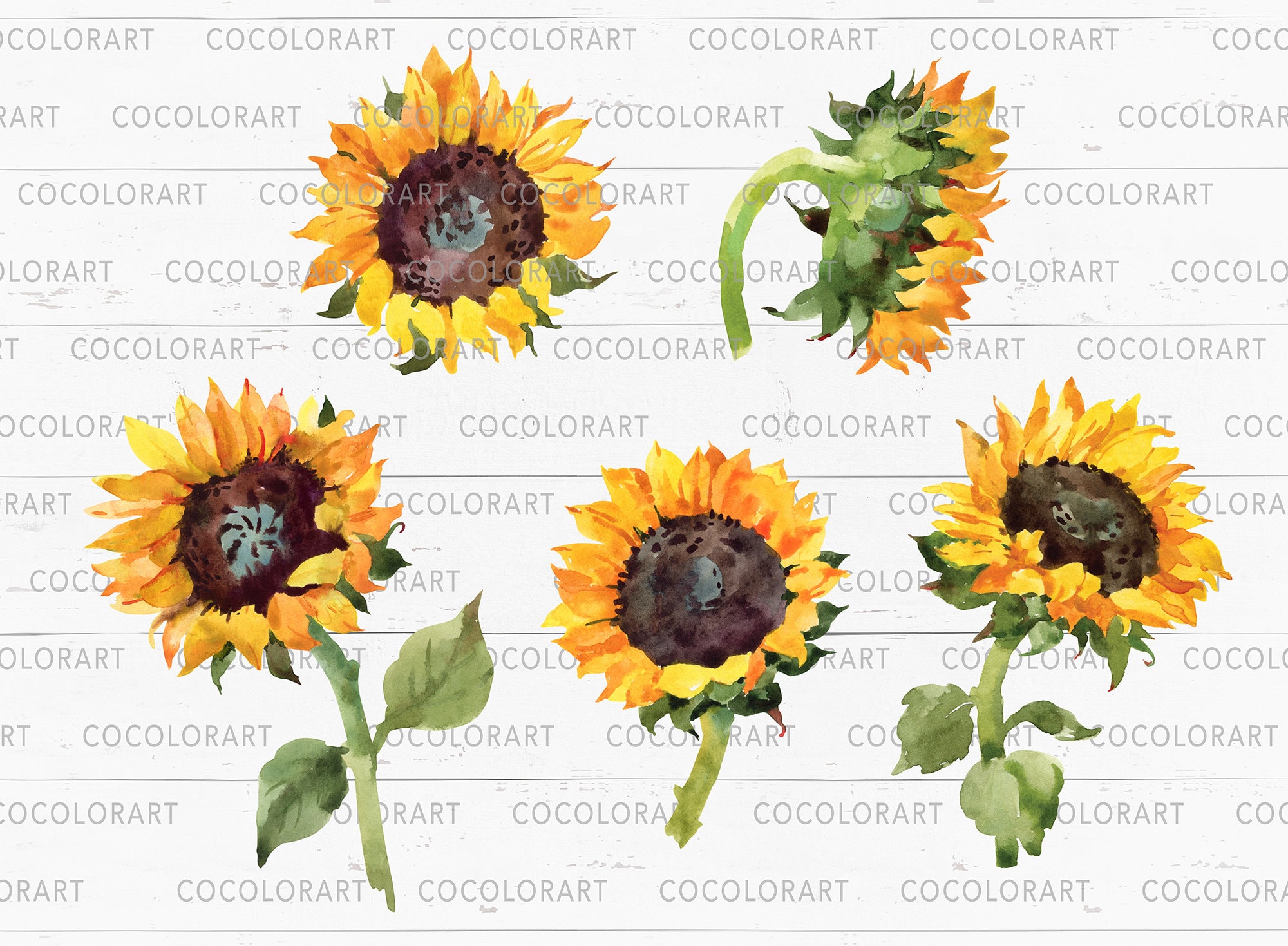 Yellow Sunflowers PNG Clipart Watercolor Floral Illustration Instant ...