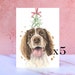Pack of 5 Springer Spaniel Christmas Cards - Etsy