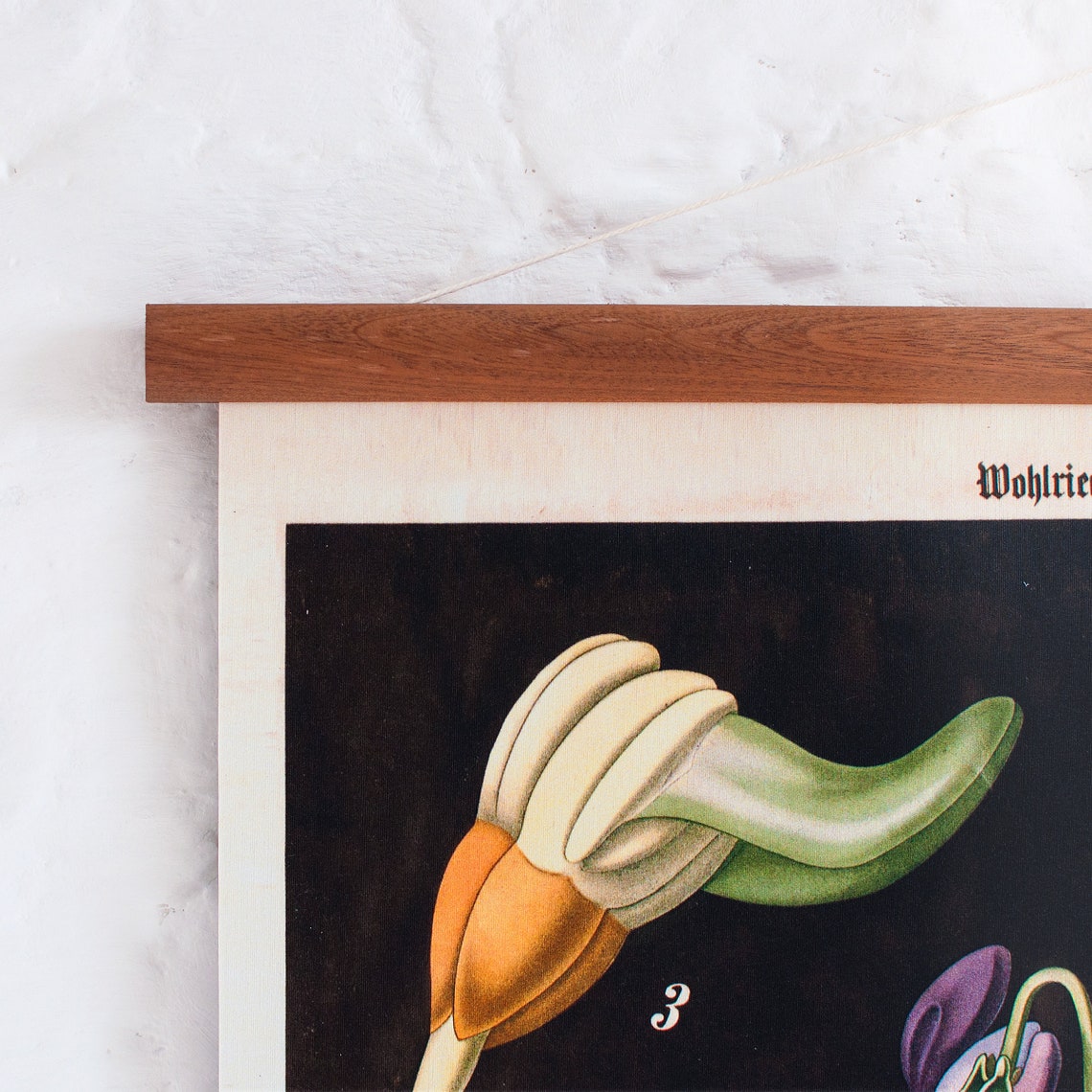 Viola Flower - Vintage Pull Down Wall Chart - Etsy