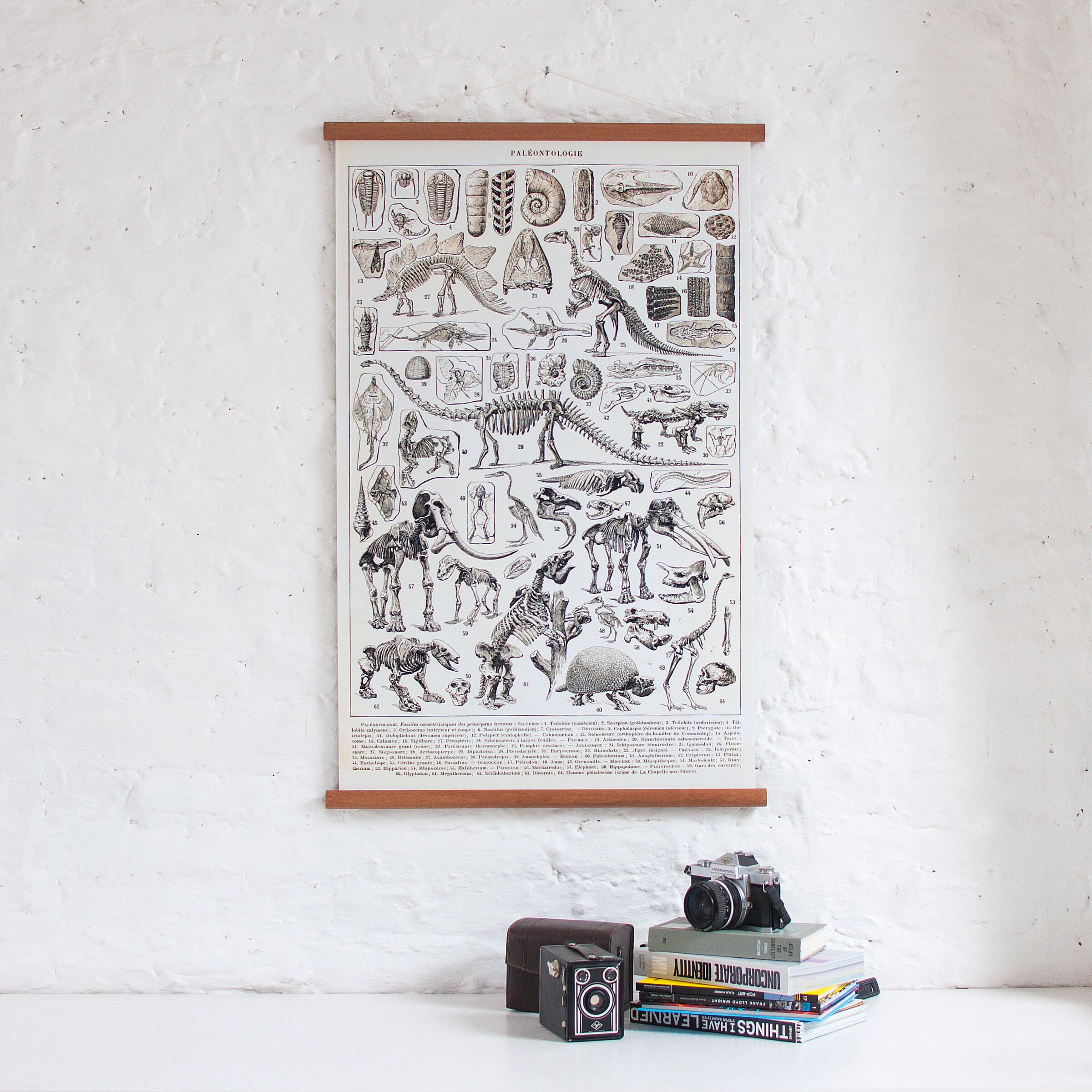 Dinosaurs - Fossils Vintage Pull Down Wall Chart - Etsy