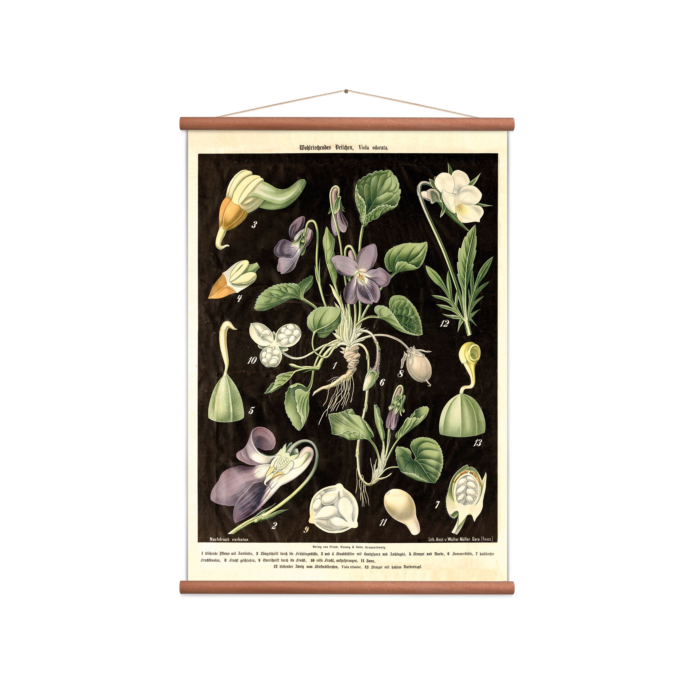 Viola Flower - Vintage Pull Down Wall Chart - Etsy