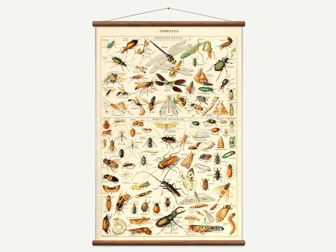 Vintage Pull Down Chart of Insects. High Quality Handmade Vintage Art ...