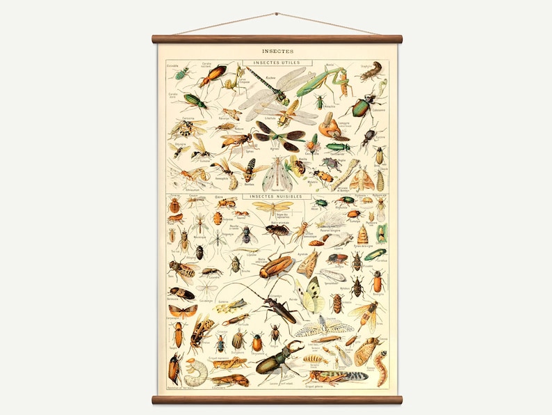 Vintage Pull Down Chart of Insects. High Quality Handmade Vintage Art ...
