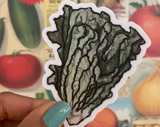Lettuce Sticker - Vinyl Sticker - Vegetable Art - of Quirky Wonder - Etsy