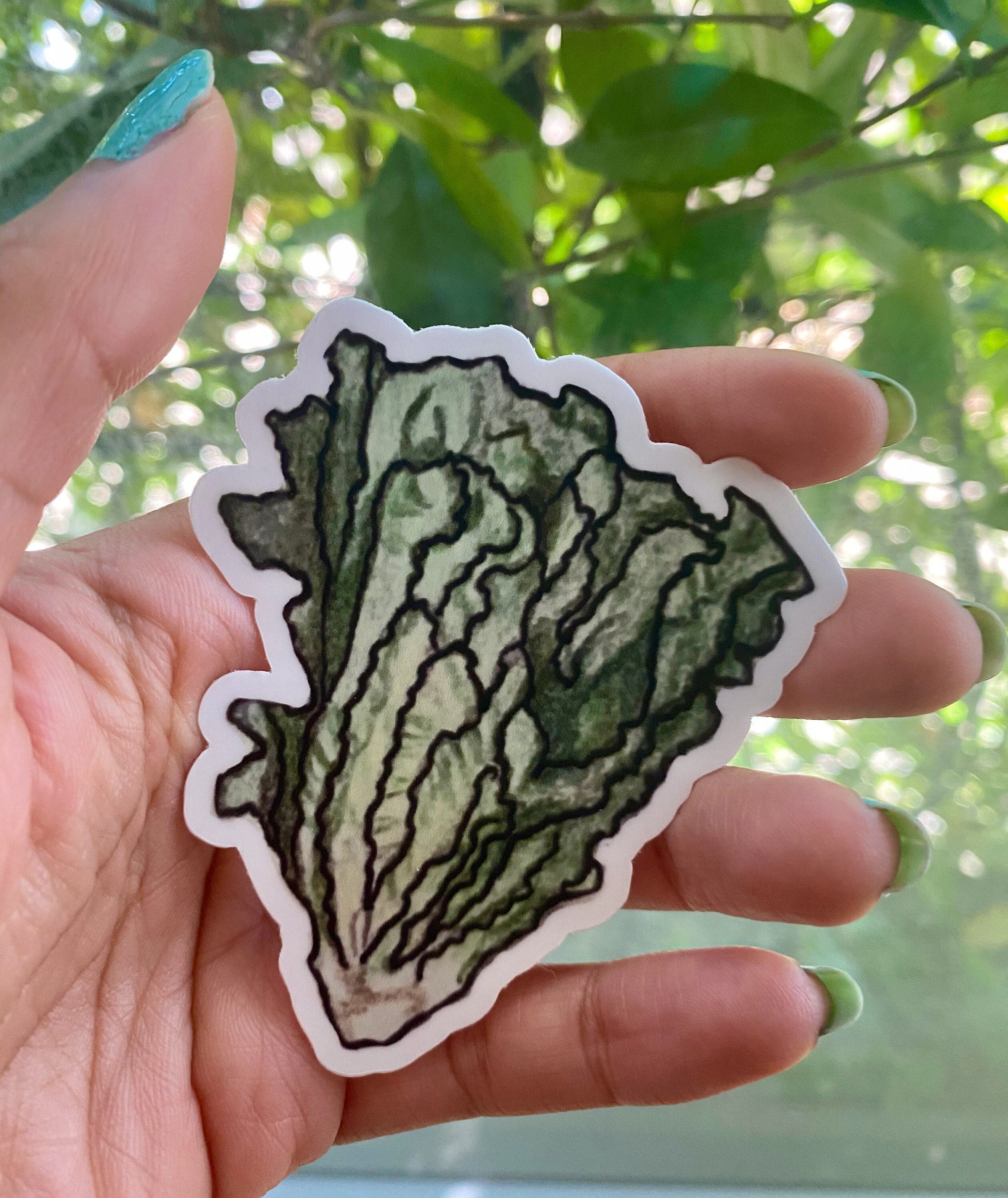 Lettuce Sticker Vinyl Sticker Vegetable Art of Quirky Wonder - Etsy