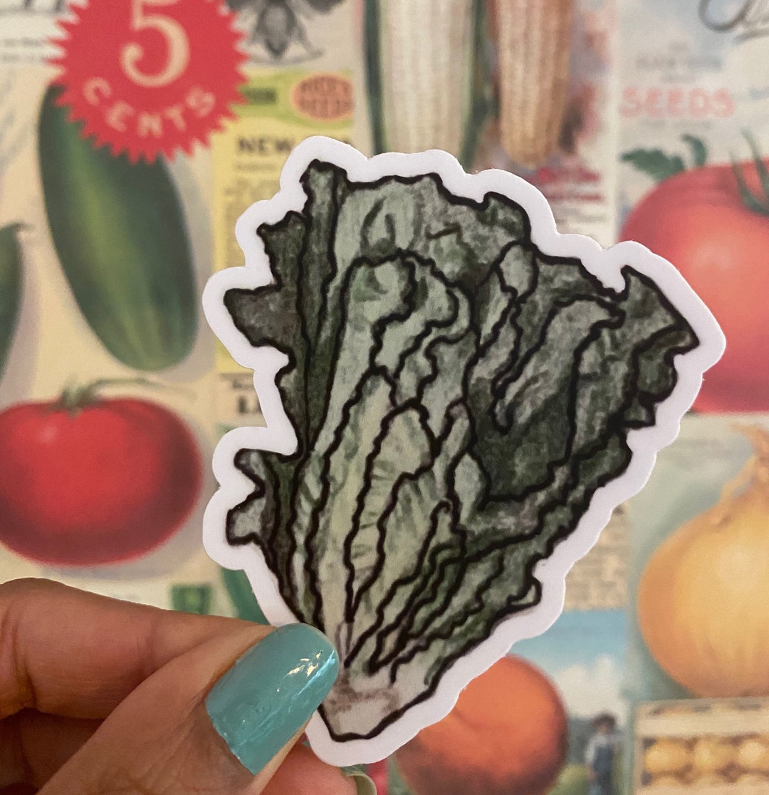 Lettuce Sticker - Vinyl Sticker - Vegetable Art - of Quirky Wonder - Etsy