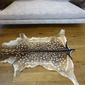 European Fallow Deer Hides 100% Natural XL Size, Beautiful Decoration ...