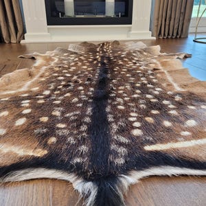 European Fallow Deer Hides 100% Natural XL Size, Beautiful Decoration ...