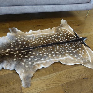European Fallow Deer Hides 100% Natural XL Size, Beautiful Decoration ...