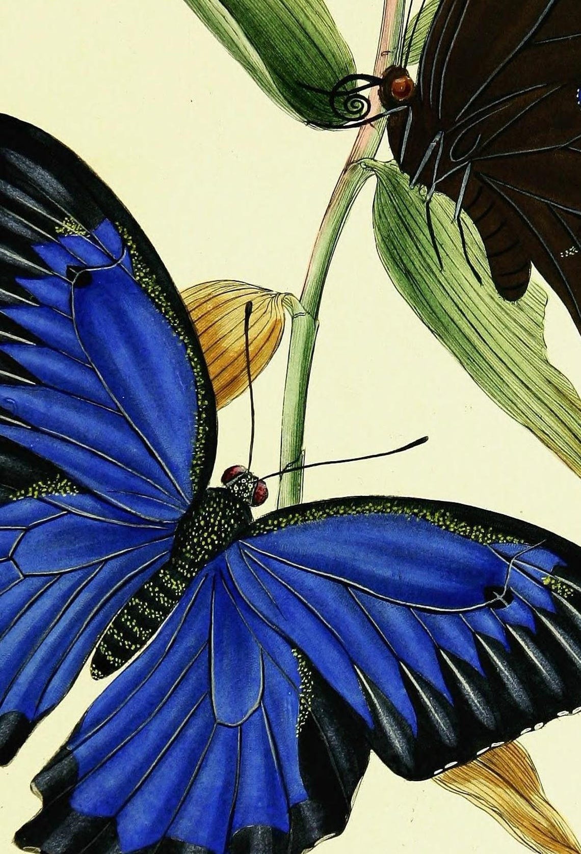 Ulysses Butterfly Drawing Easy at Alica Martel blog