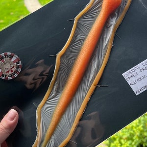 Silicone Snake Medusa Prosthetic SFX Makeup - Etsy