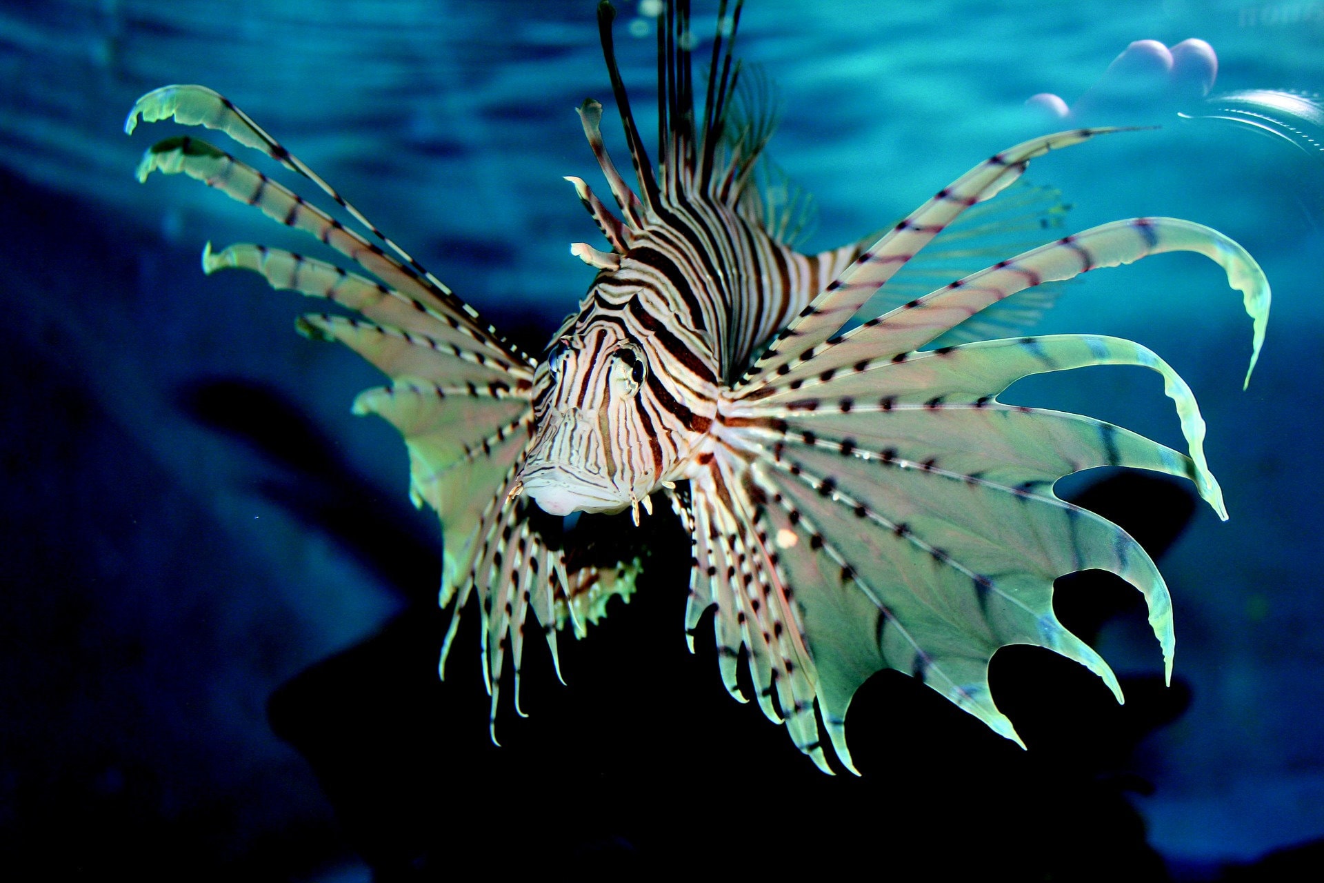 Colorful Lionfish