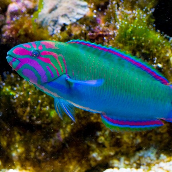 Saltwater Fish - Etsy