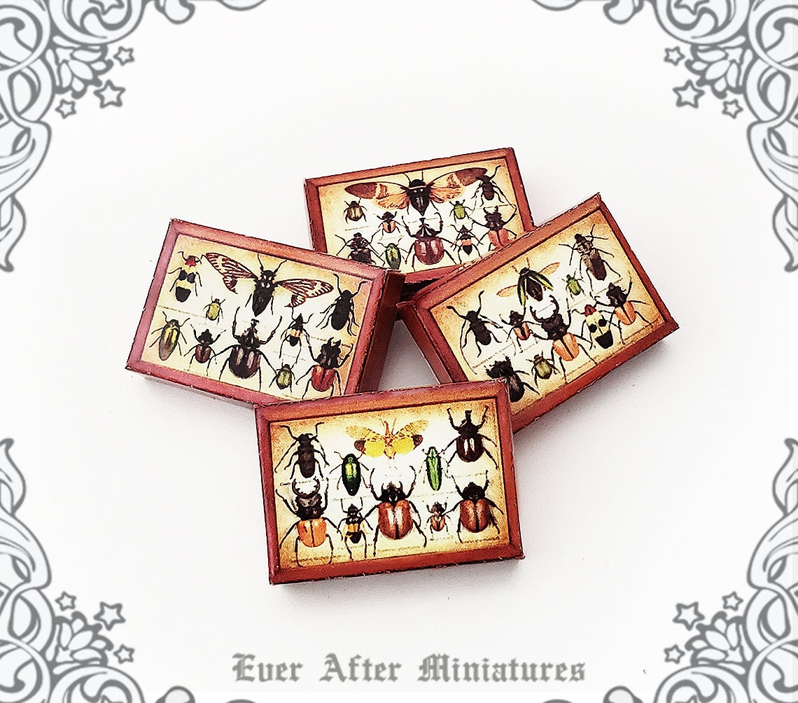 4 Dollhouse Miniature Insect Box 1:12 Shadow Box Dollhouse Science ...