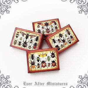 4 Dollhouse Miniature Insect Box 1:12 Shadow Box Dollhouse Science ...