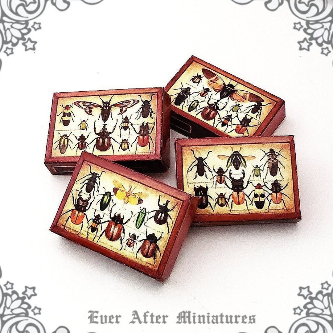 4 Dollhouse Miniature Insect Box 1:12 Shadow Box Dollhouse Science ...