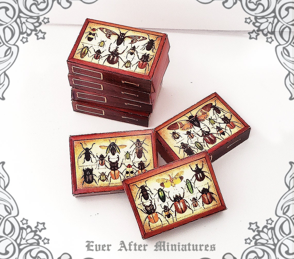 4 Dollhouse Miniature Insect Box 1:12 Shadow Box Dollhouse Science ...
