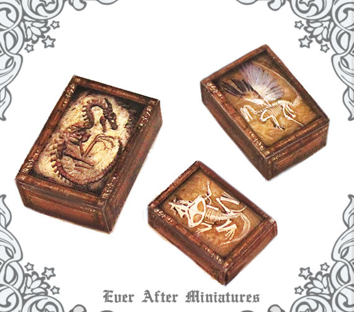 3 FANTASY BEASTS Fossils Miniature Display Case Set –1:12 Dragon ...