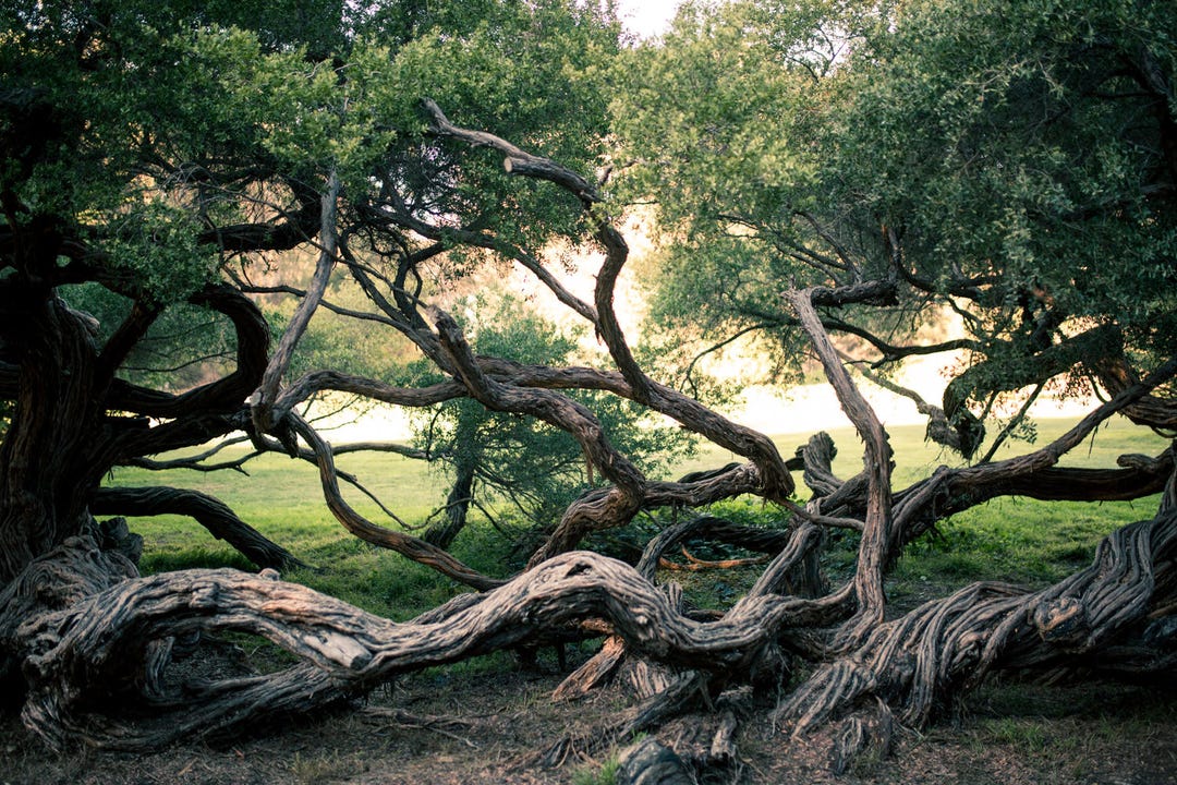 Trees, Digital Download - Etsy