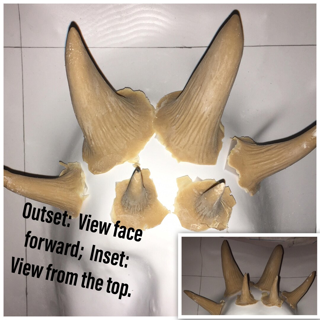 6 Pack of Horns - Etsy
