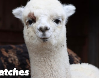 alpaca eyelashes
