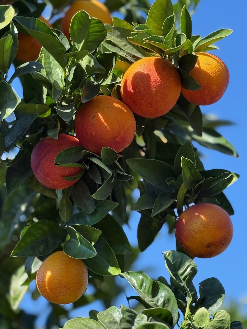 Certified Organic Fresh Blood Oranges Picked Fresh California Grown ...