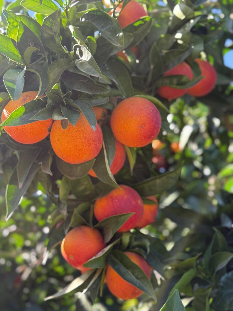 Certified Organic Fresh Blood Oranges Picked Fresh California Grown ...