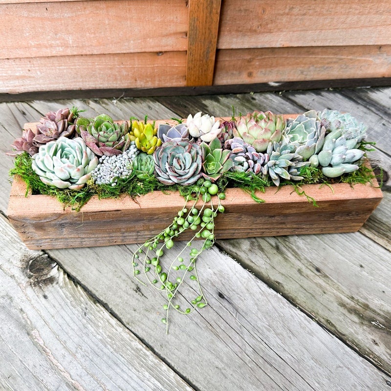 Wooden Succulent - Etsy