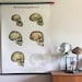 Vintage School Chart EVOLUTION of HUMAN SKULLS Poster Educational Chart ...