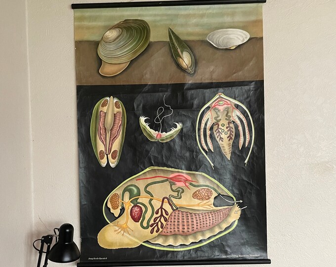 Vintage FRESH WATER MUSSEL School Chart Jung Koch Quentell Educational ...