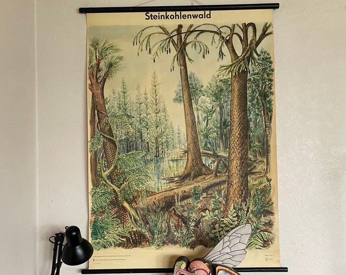 Vintage COAL FOREST School Chart Roll Down Educational Chart Evolution ...
