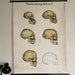 Vintage School Chart EVOLUTION of HUMAN SKULLS Poster Educational Chart ...
