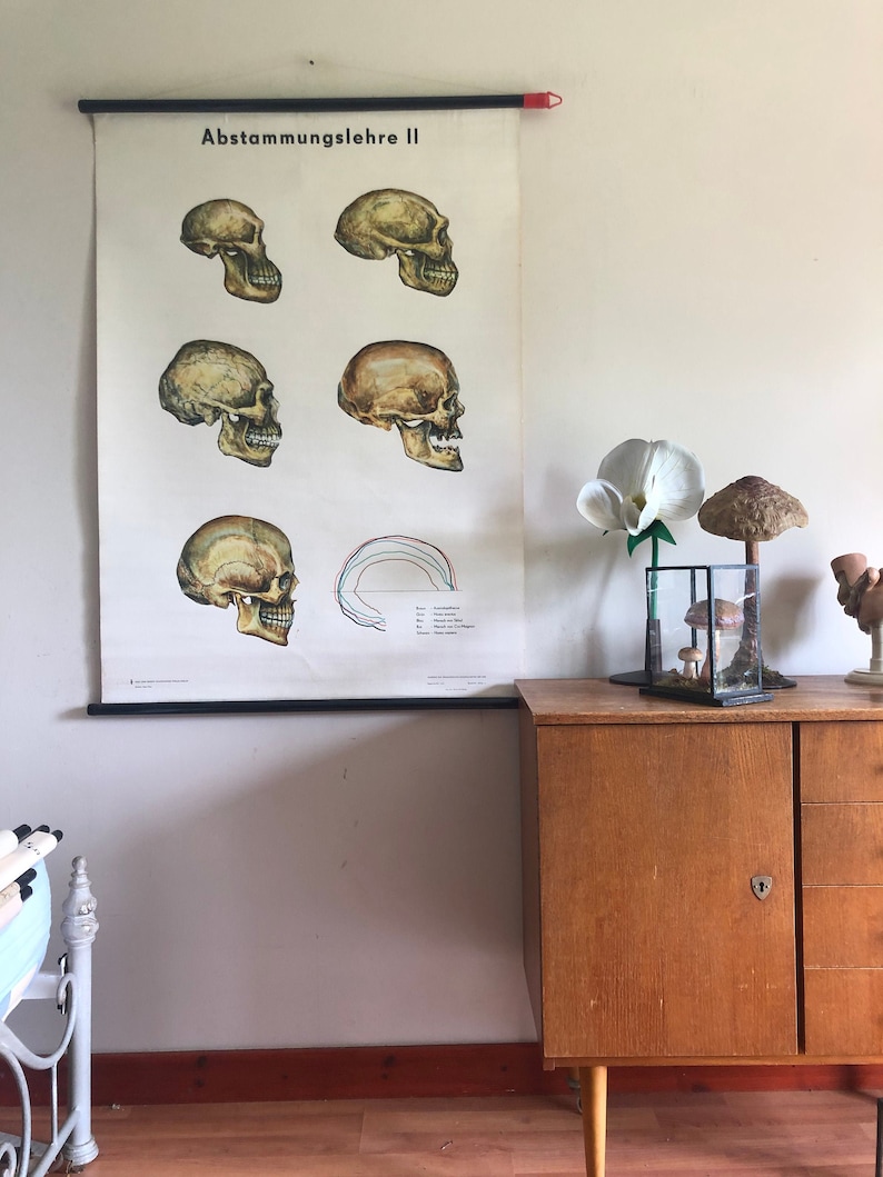 Vintage School Chart EVOLUTION of HUMAN SKULLS Poster - Etsy