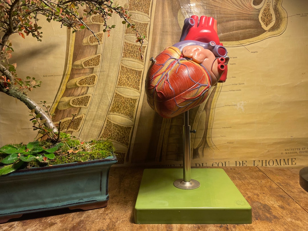 Vintage SOMSO Human Heart Anatomy Model - 5 Part Educational Display - Etsy