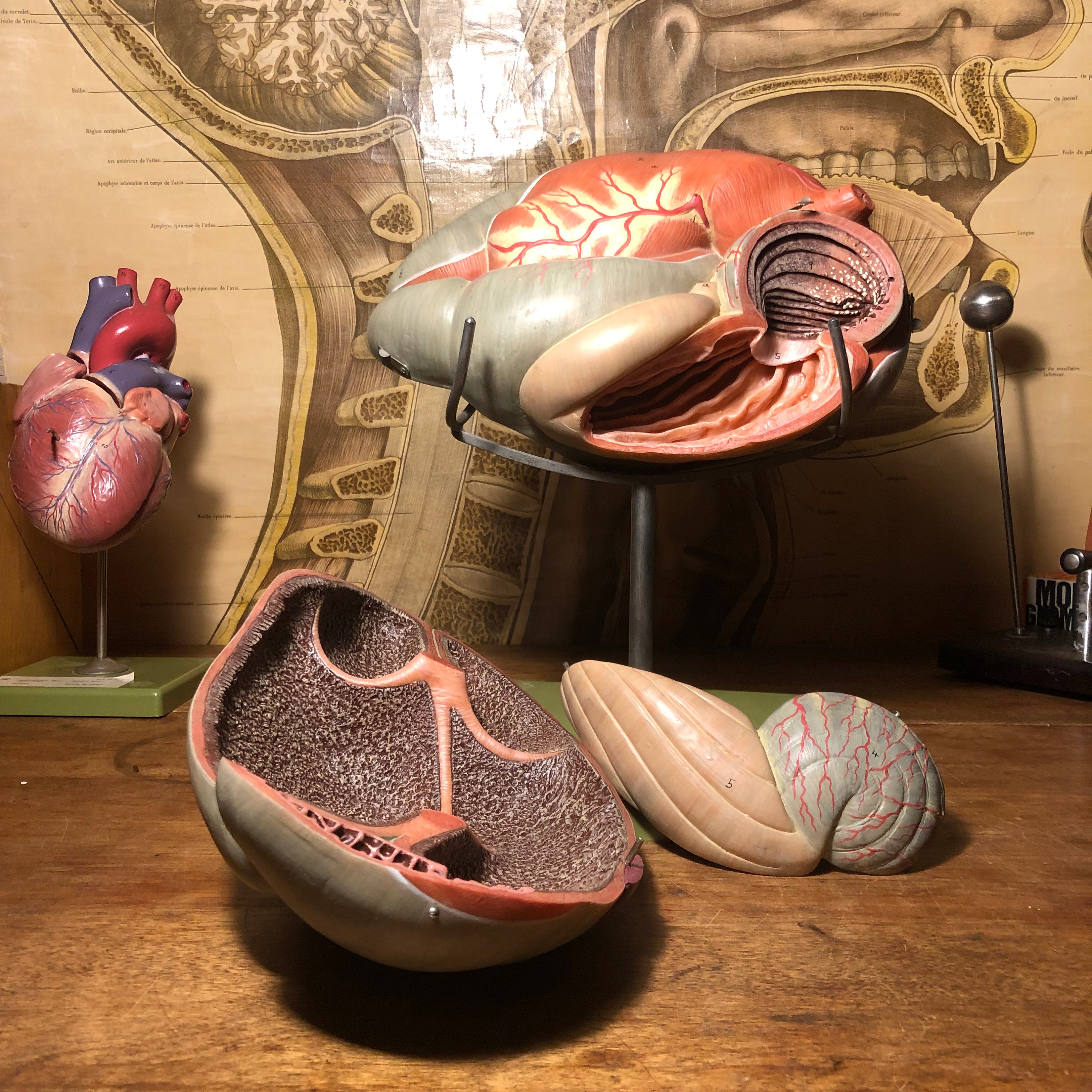 Vintage Somso RUMINANT STOMACH of the COW Educational Model - Etsy